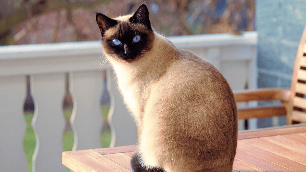 The 15 smartest cat breeds according to veterinarians today