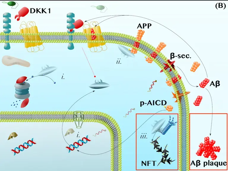 New mechanism on how ketones clean a messy brain in Alzheimer's disease
