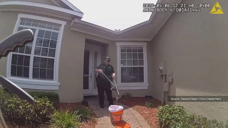 Daytona Beach officers capture venomous cottonmouth snake near home's ...