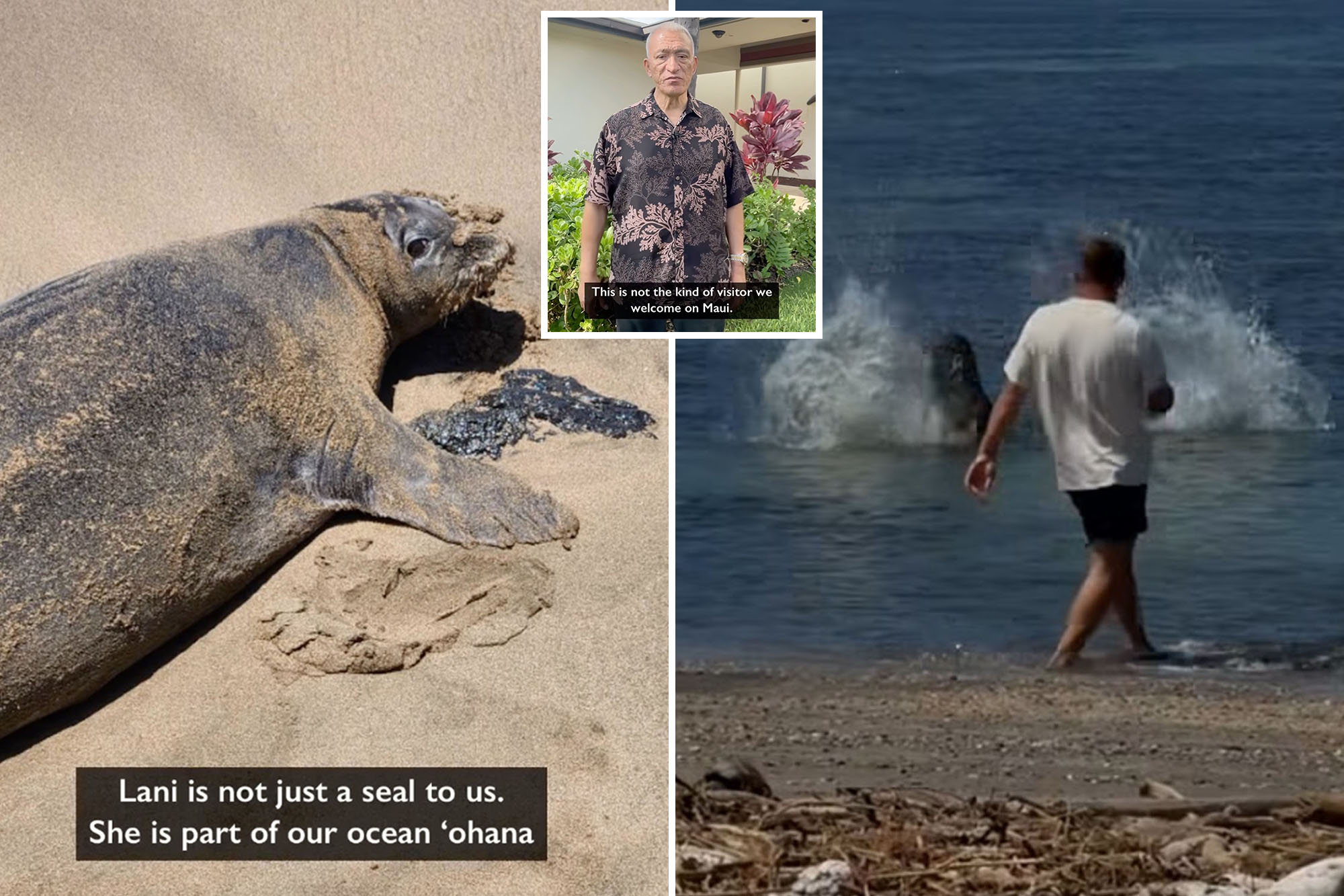 Hawaii erupts with rage as man tosses huge rock at endangered seal Lani ...