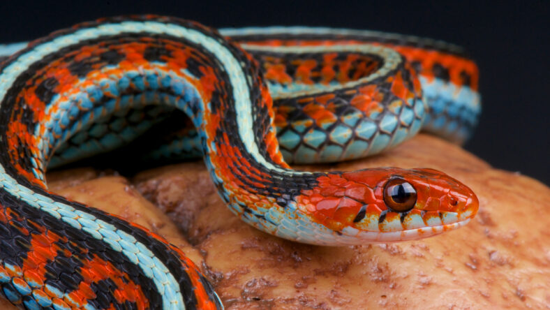 She used to catch snakes with her brother and caused an infestation in ...
