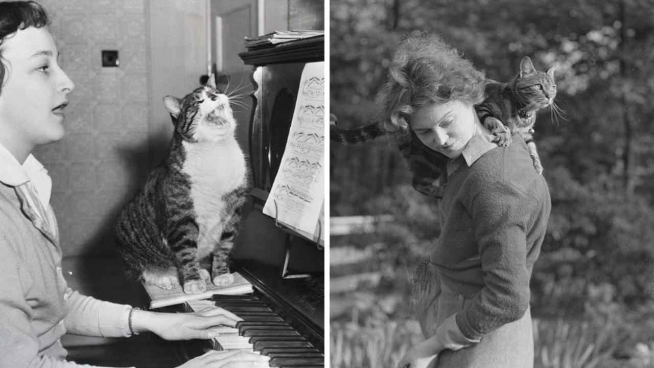 30 charming vintage cat photos that still melt hearts today