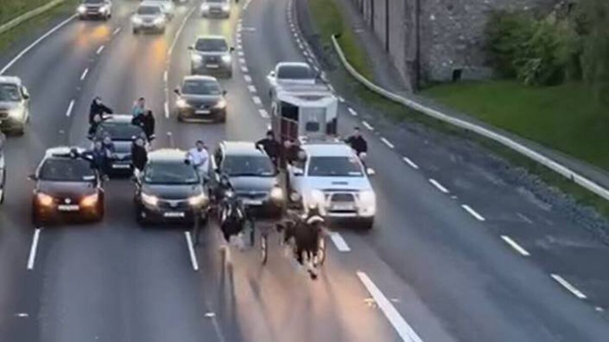 Tipperary sulky protest calls for end to racing after horse death on ...