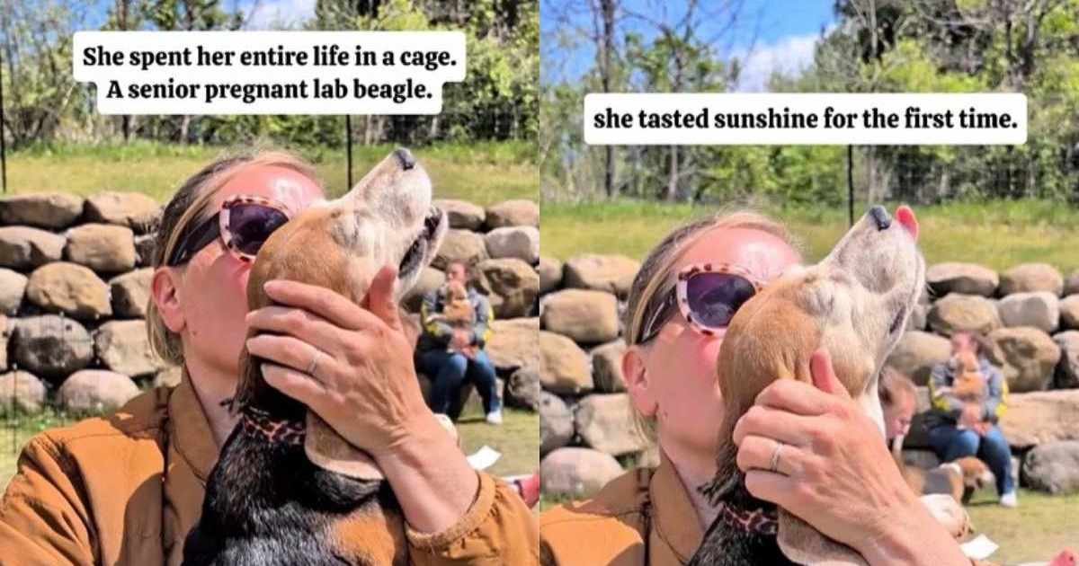 Senior dog closes her eyes, finally feeling sunlight after life in a cage