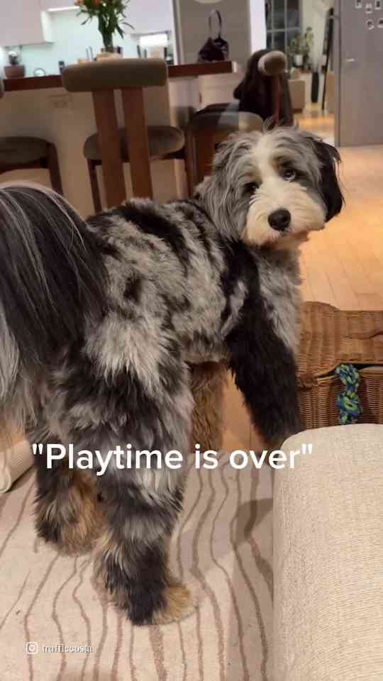 Don't let the puppy dog eyes fool you—behind this silly boy exterior is ...