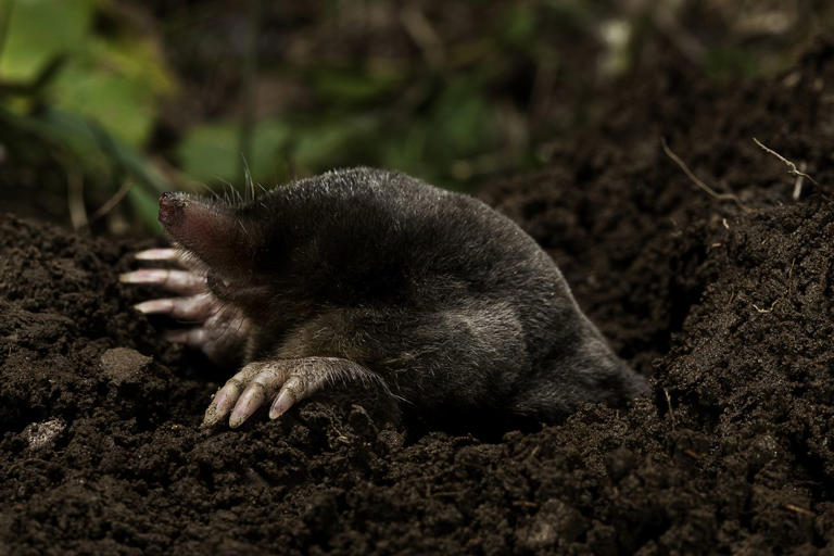 We asked a pest control expert if natural mole repellents work—and what ...