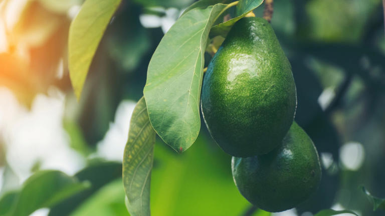 How to grow an avocado plant from seed (and will it actually bear fruit?)