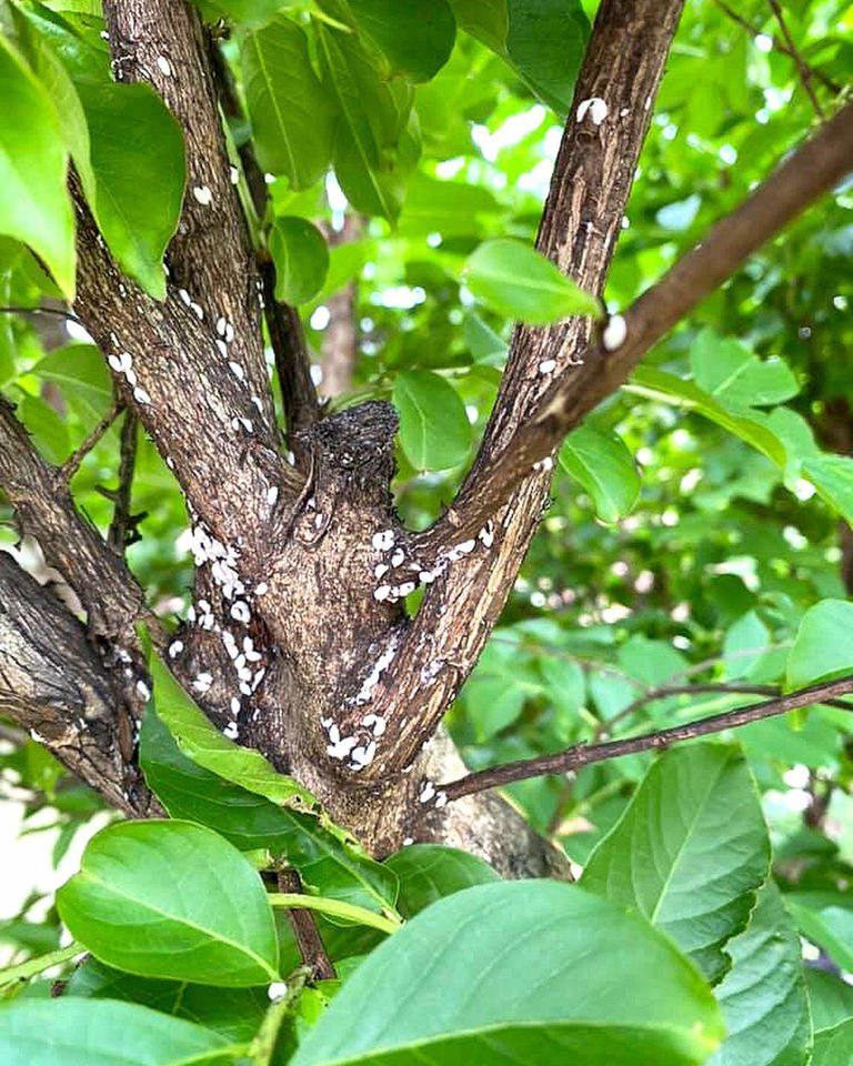 Crape myrtles are starting to bloom. Here's how to get the best out of them