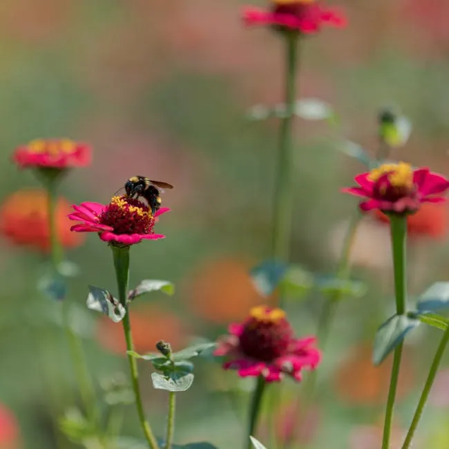 How to design a garden that supports local pollinators