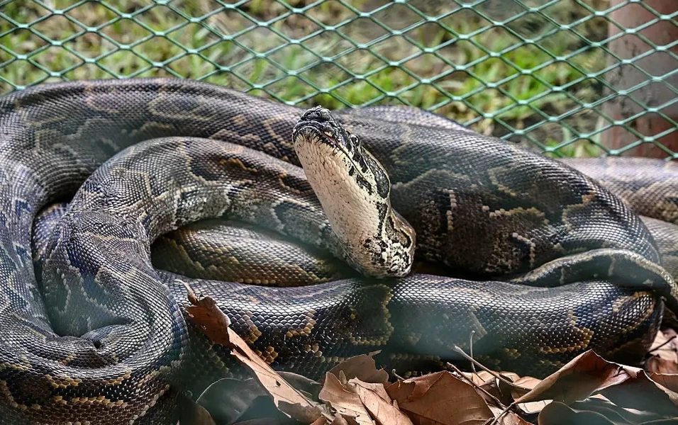 Florida scientists use tagged mammals to track invasive pythons