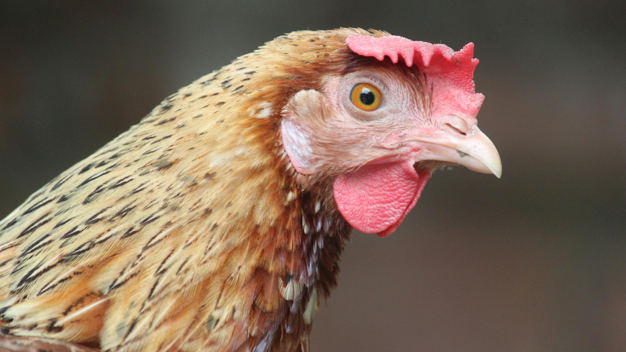 Bird flu outbreak in Maharashtra: How humans can get infected and the ...
