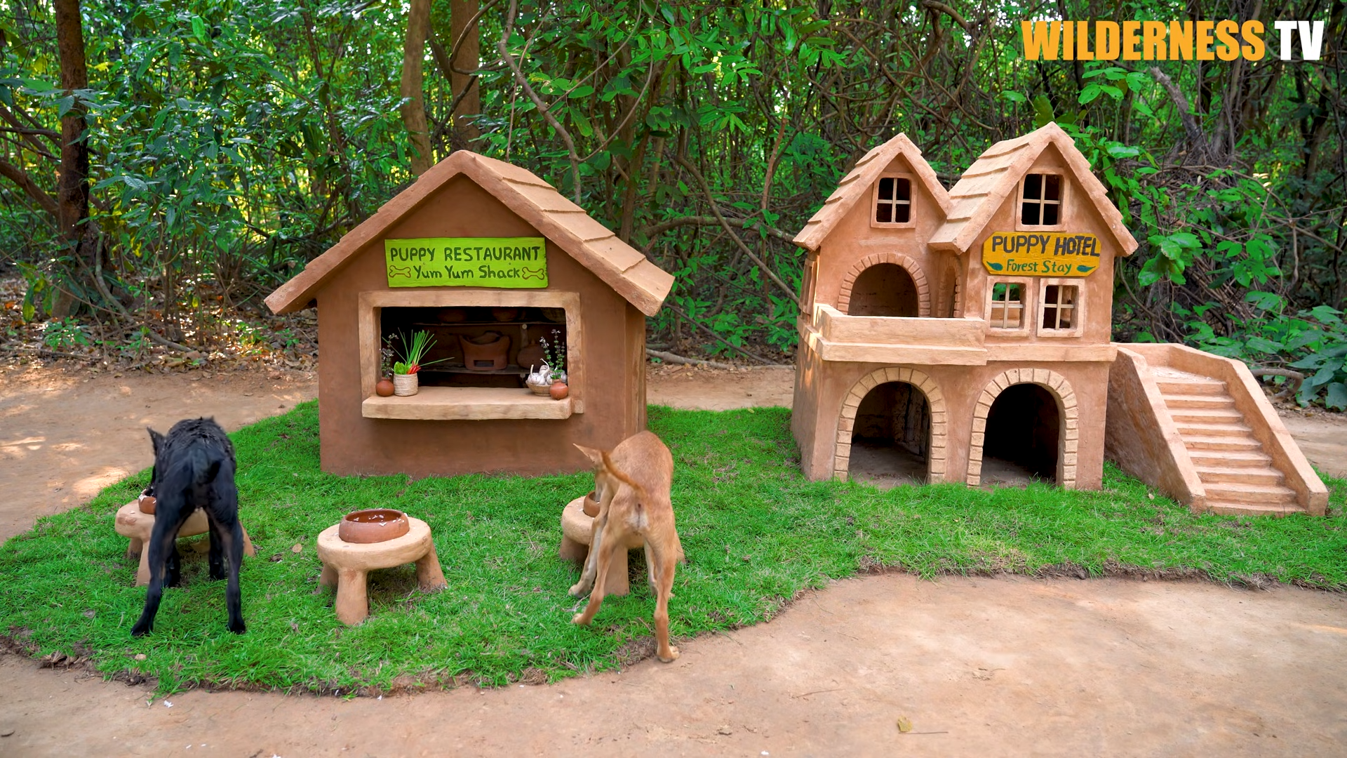 I built a jungle restaurant for stray puppies – now they eat here every day