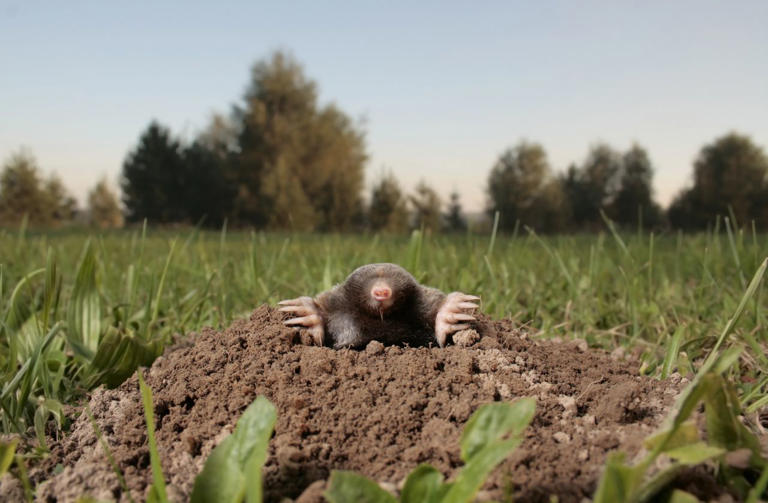 We asked a pest control expert if natural mole repellents work—and what ...