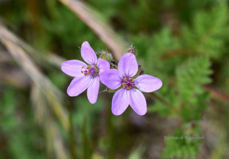 Nature awakens for spring on Alameda Point Airfield