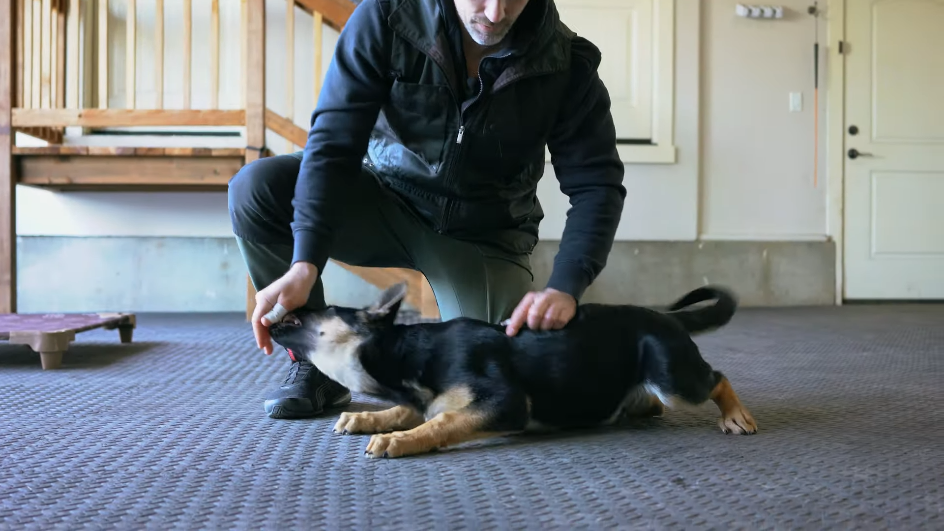 How to teach your dog 5 commands quickly without overcomplicating training