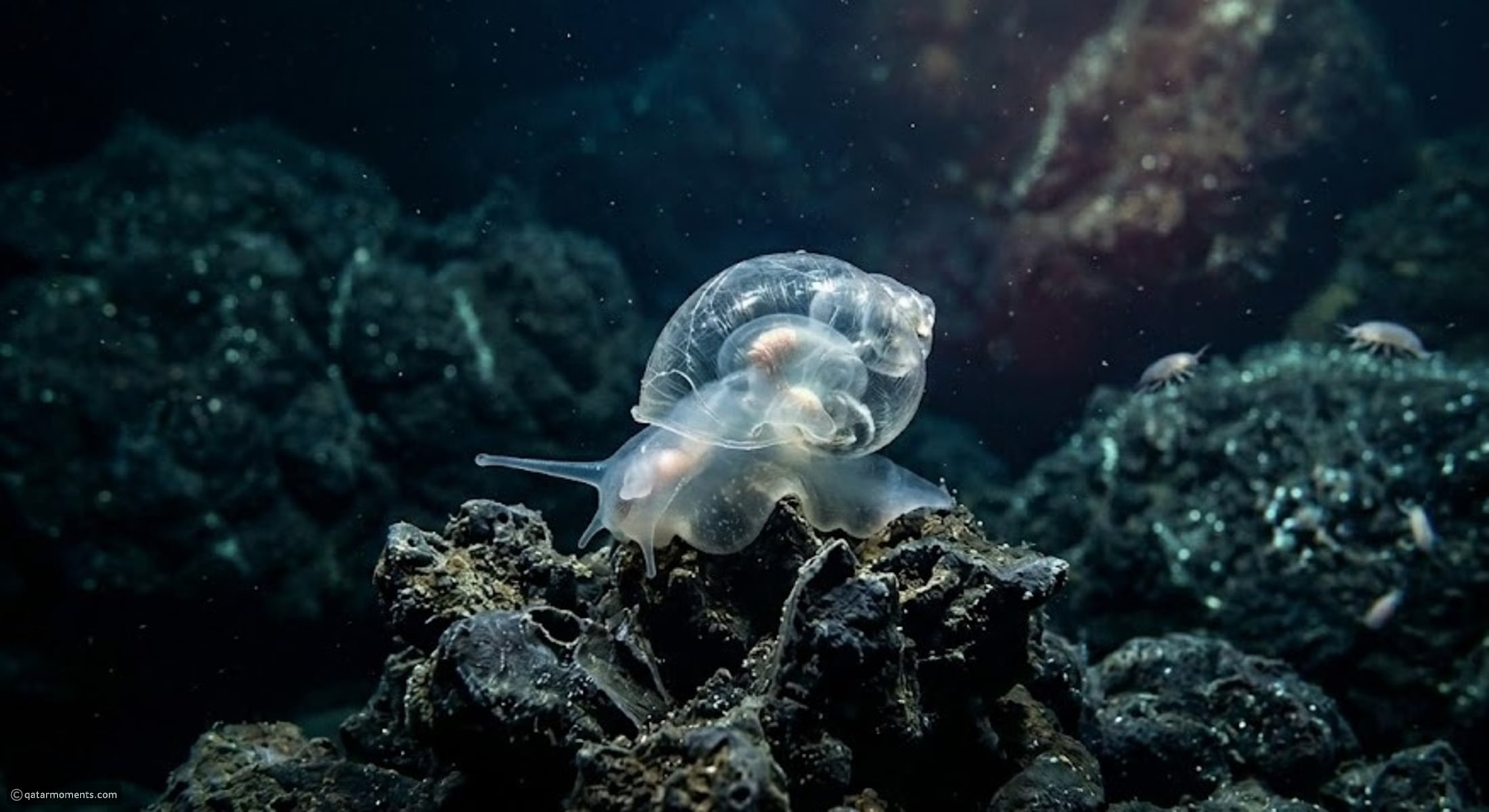 Scientists discover a strange new deep-sea snail species
