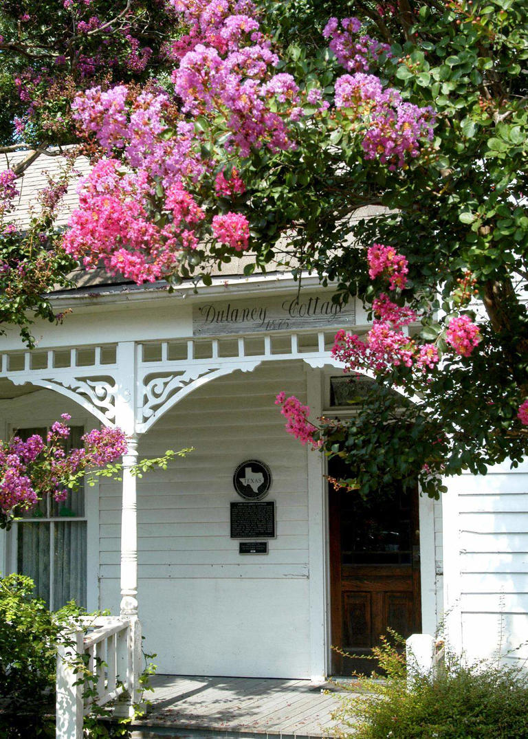 Crape myrtles are starting to bloom. Here's how to get the best out of them