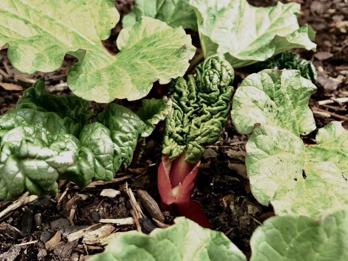 Home and garden: Rhubarb is an absolute spring delight