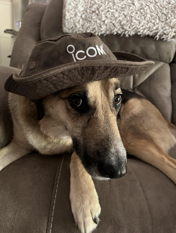 28 Hat Having Doggos Proudly Presenting their Heartwarming Head Gear