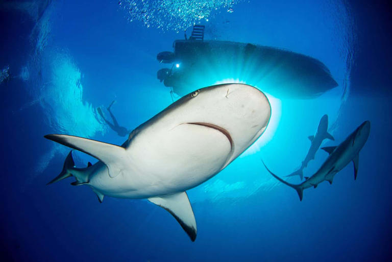 What 8,200 tagged-shark profiles reveal about our oceans