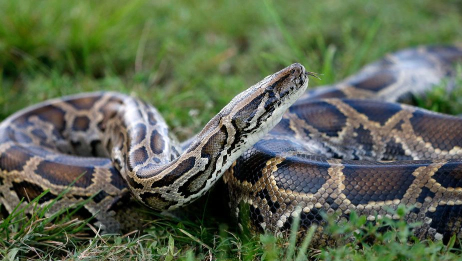 Florida scientists use tagged mammals to track invasive pythons