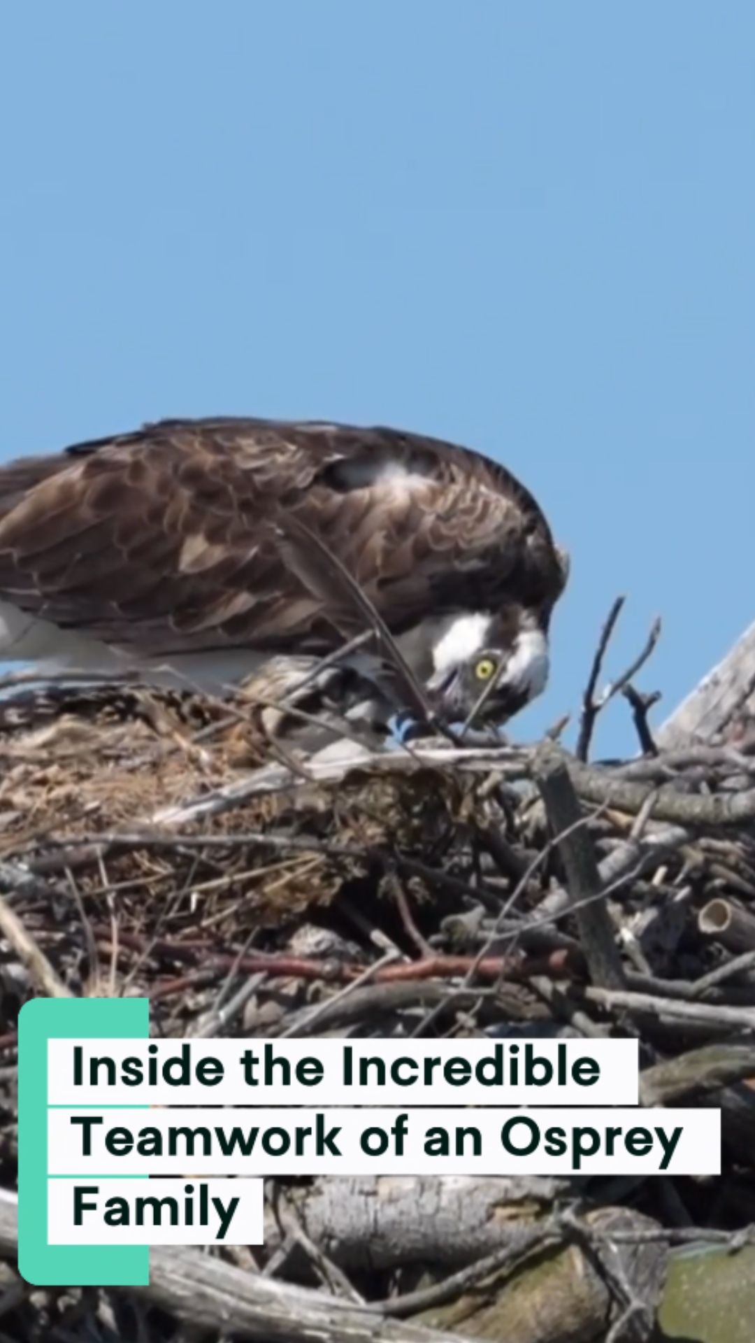 Inside the incredible teamwork of an osprey family