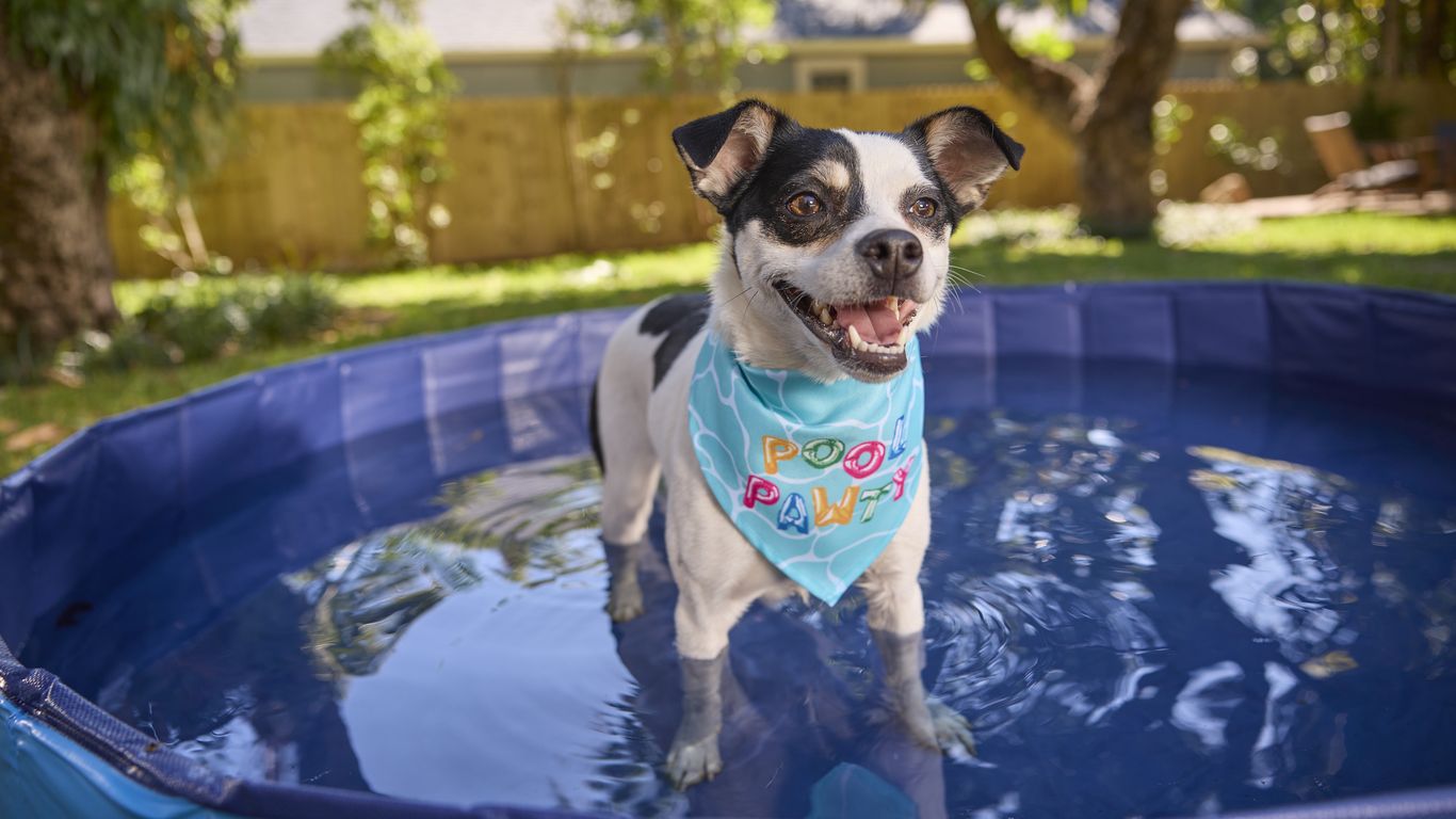Dog pool party planned in Miami hoping to set Guinness World Record