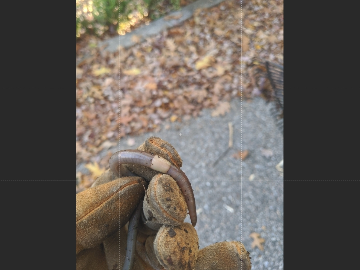 Tolland pinpointed for sightings of weird 'jumping worm'