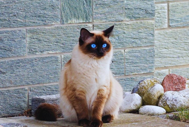 10 Siamese cat variations and what makes each one special