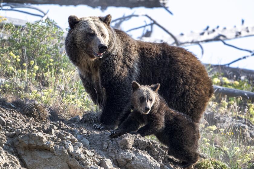 Two Yellowstone hikers seriously injured in suspected grizzly bear attack
