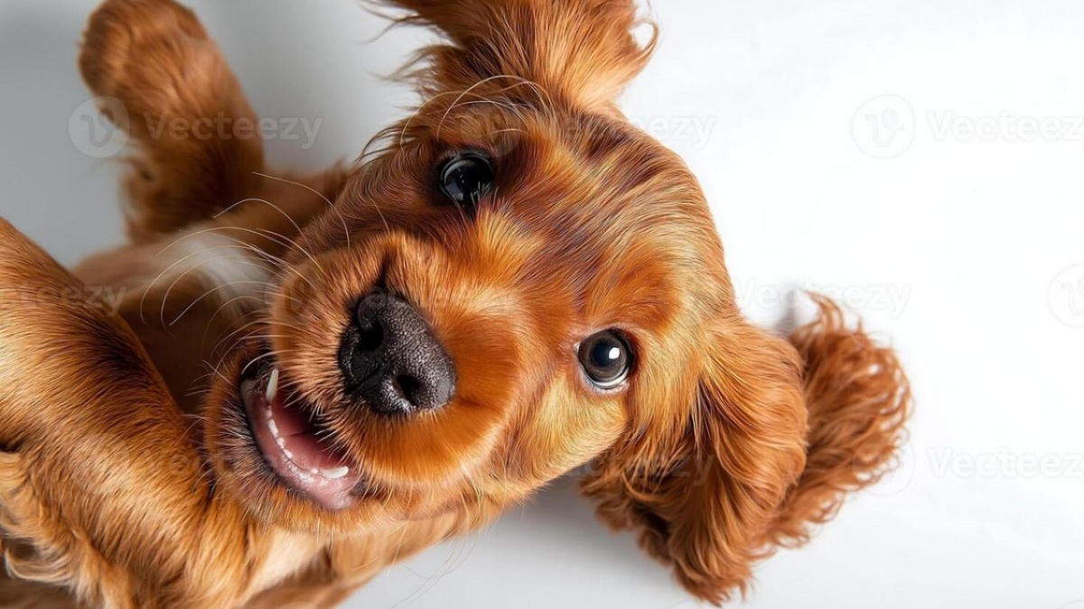 10 things your dog understands about your emotions without you saying a ...