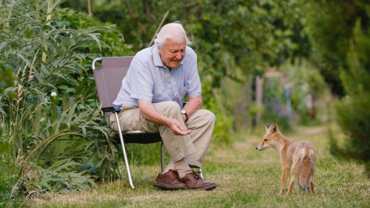David Attenborough’s 16 best TV moments (you will definitely cry)