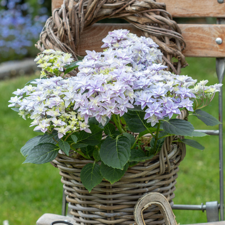 This stunning, yet unusual, hydrangea variety is perfect for small ...