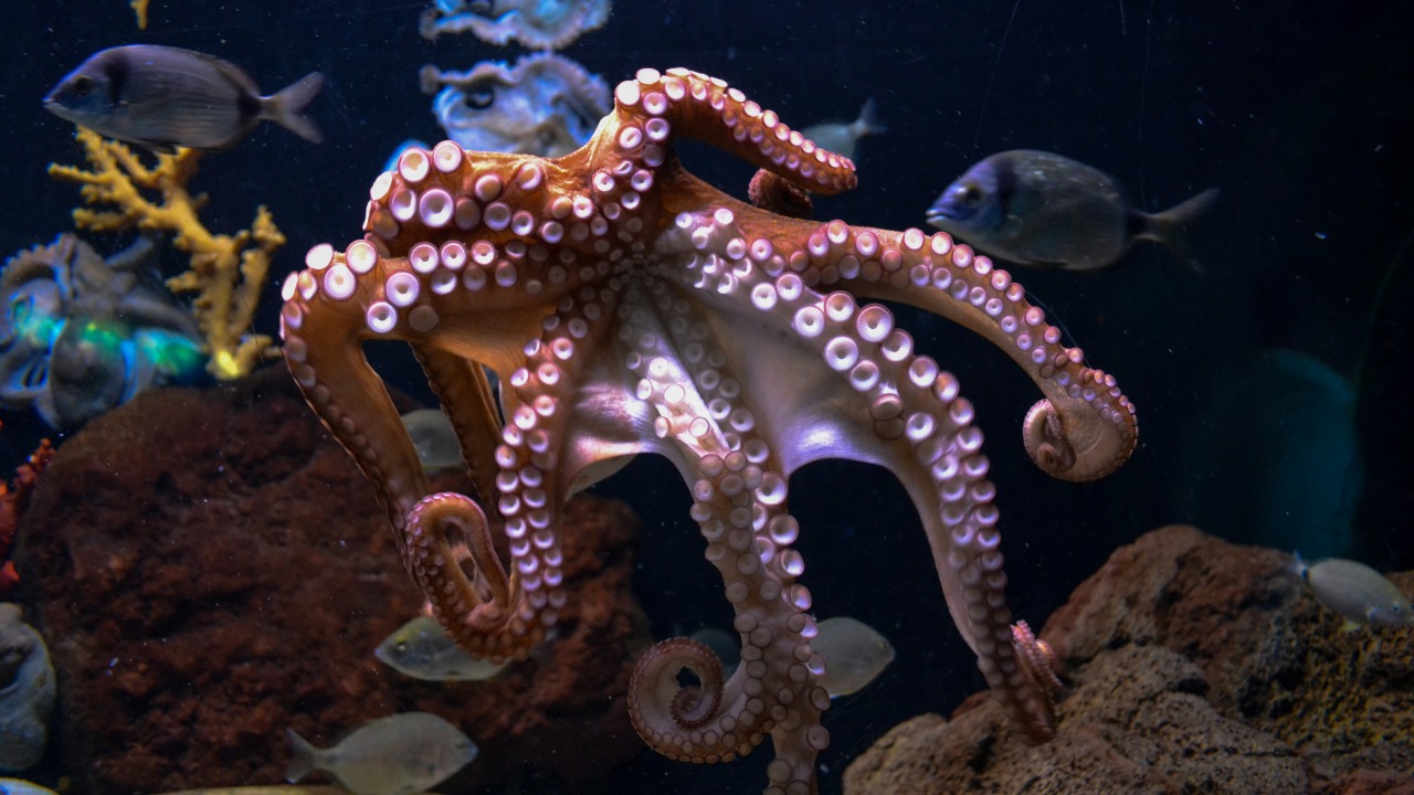 Giant octopuses may have once ruled the ancient seas — new research ...