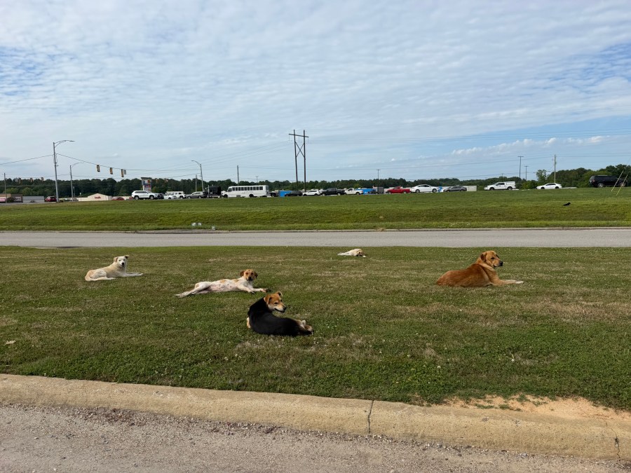 Sylacauga leaders consider options to address feral dog problem