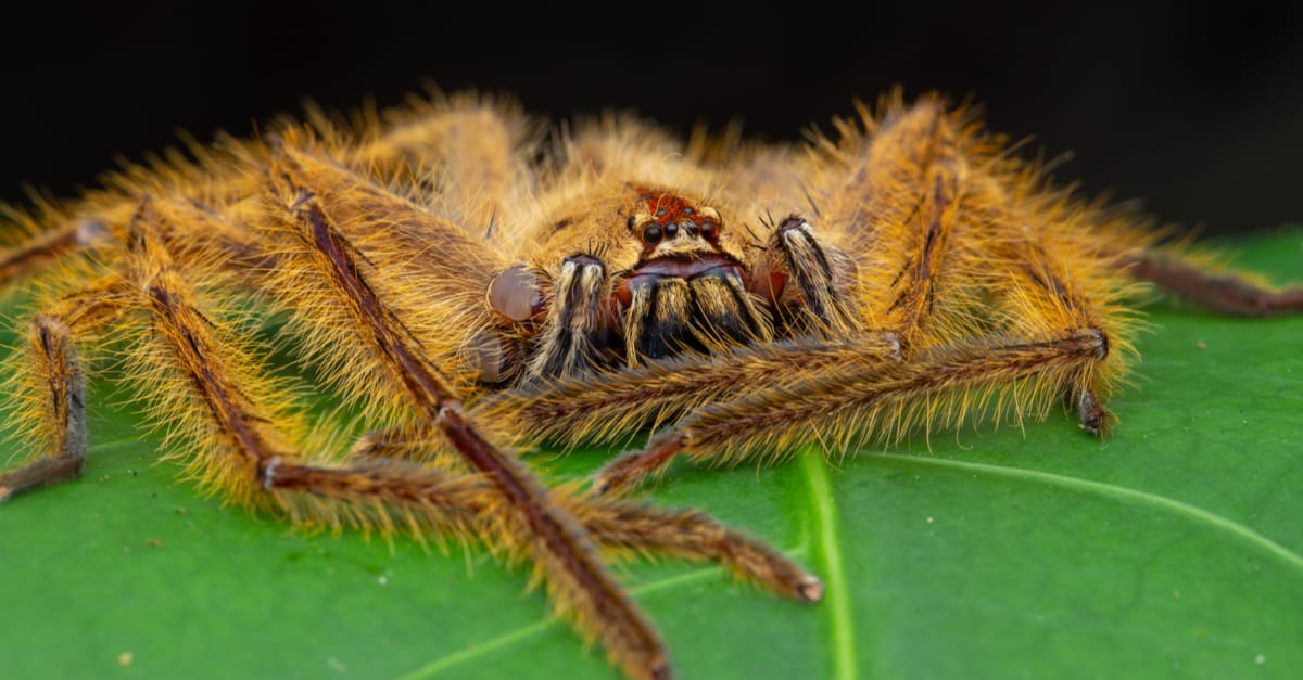 Meet the giant spider that can grow as wide as a dinner plate