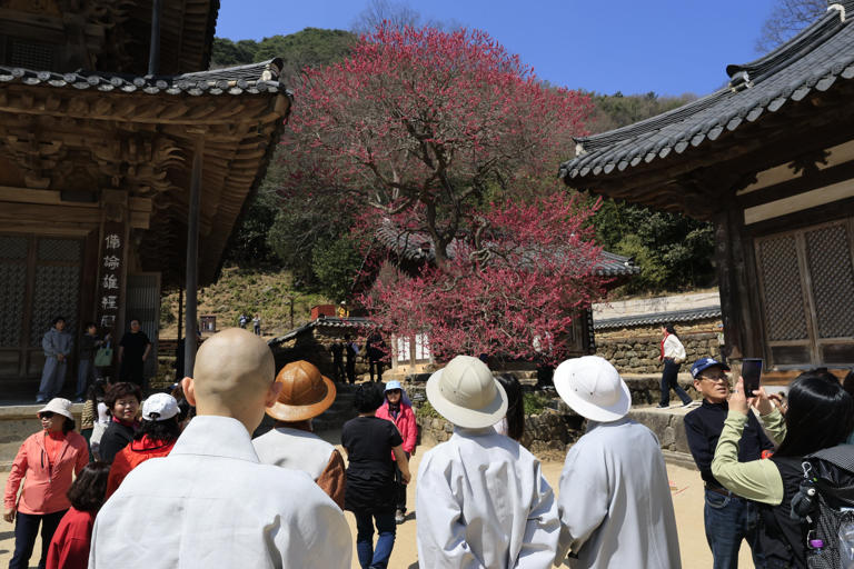 Flower Monk Beomjeong modernizes Buddhist outreach