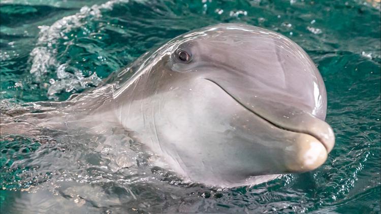 Star the dolphin passes away at Clearwater Marine Aquarium