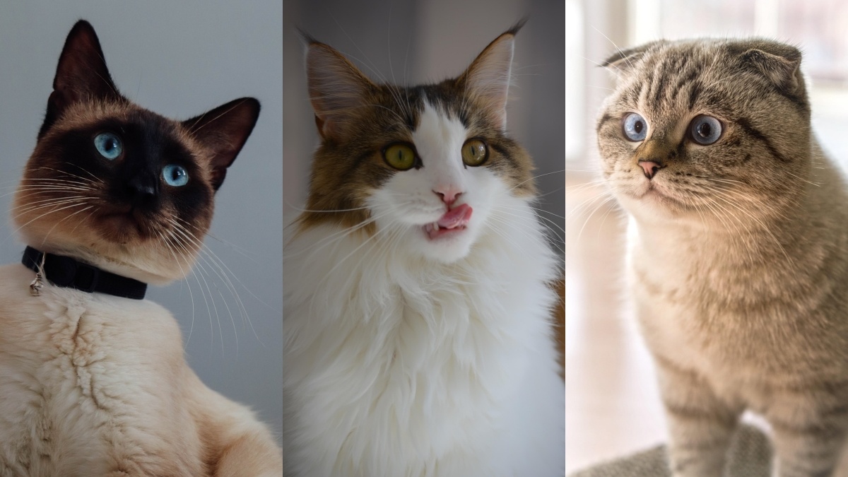 Science has spoken: these are the 8 most beautiful cat breeds in the world