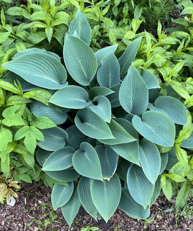 My husband is a professional gardener – and he'd never let me buy these ...
