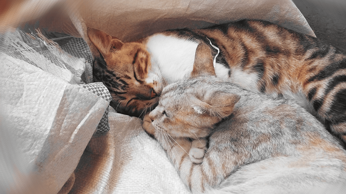 The secret language of cats: 12 unusual behaviors that indicate ...