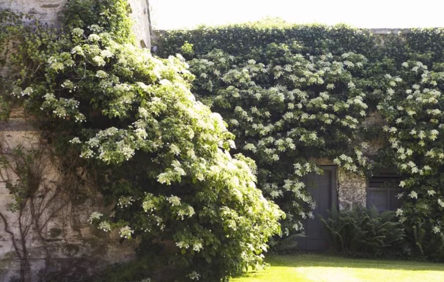 7 shade-loving flowering vines that are surprisingly easy to grow
