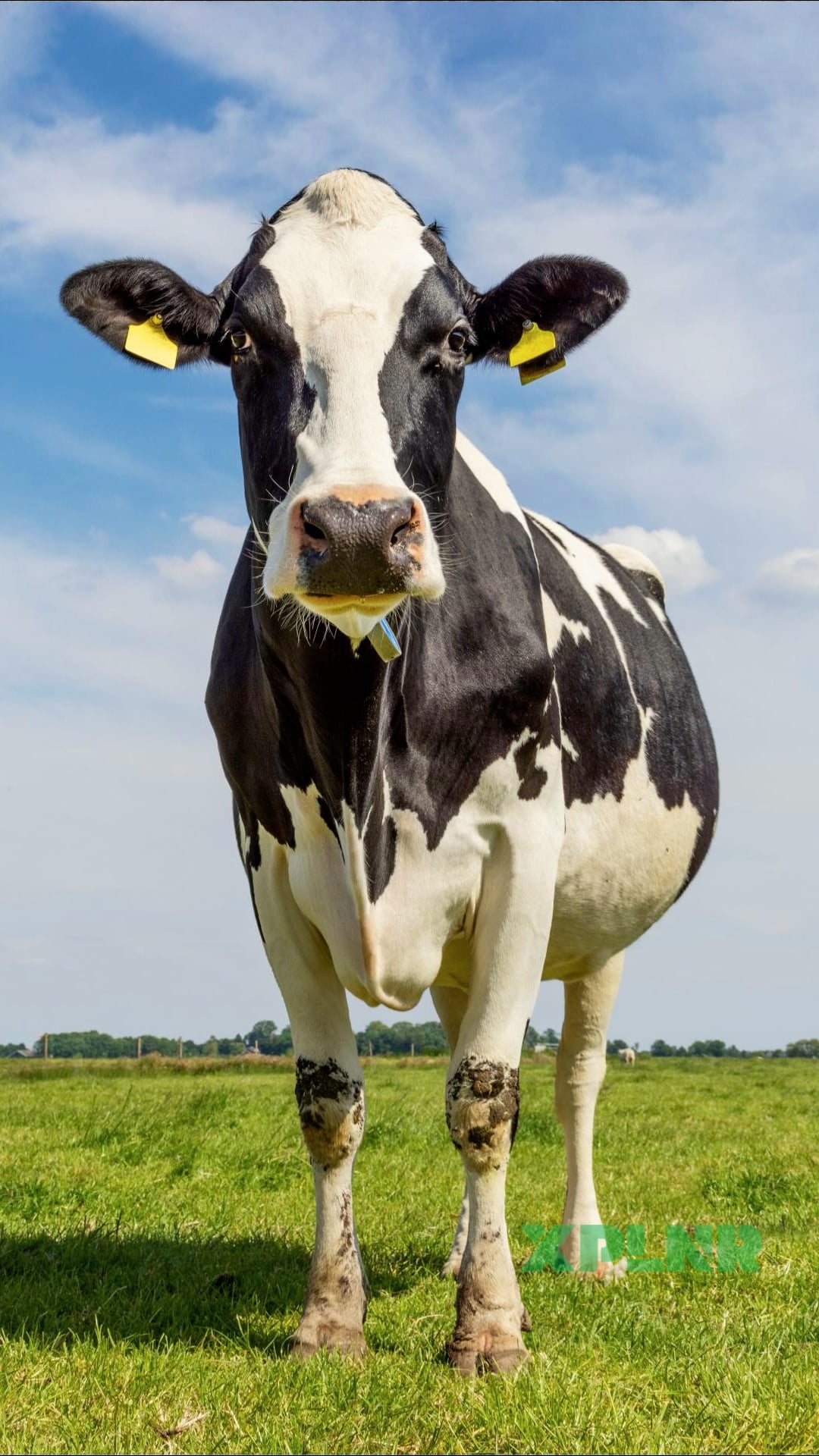 ¿Cuál es el animal más numeroso de la Tierra?