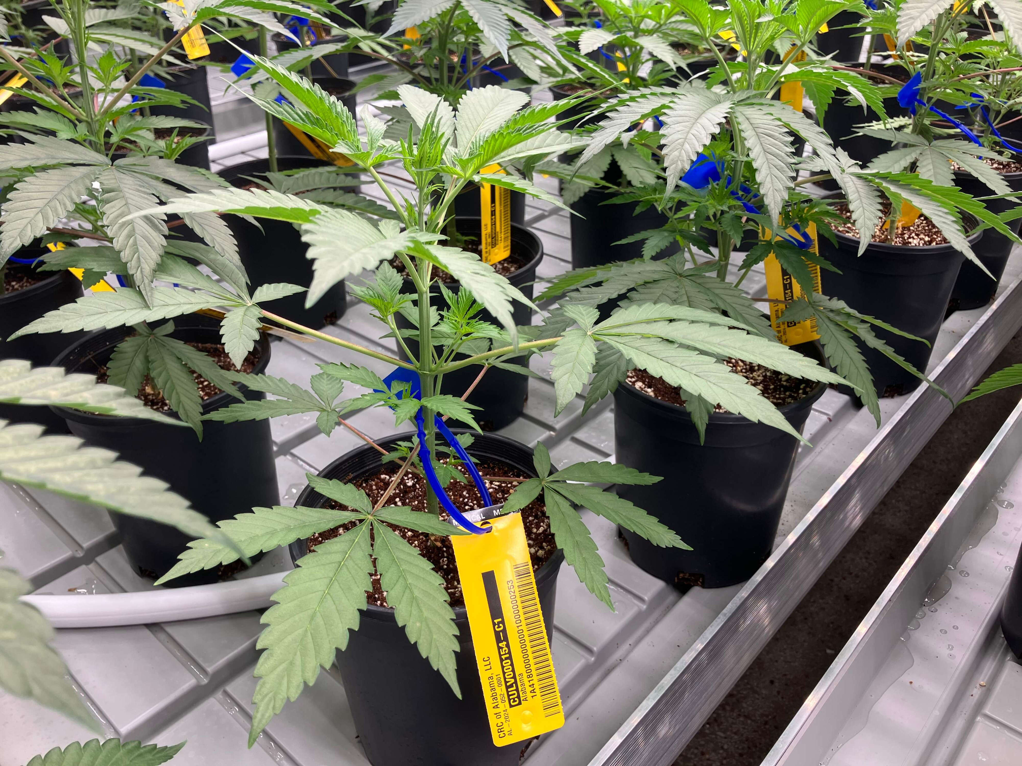 These are the first Alabama doctors who can recommend medical marijuana ...