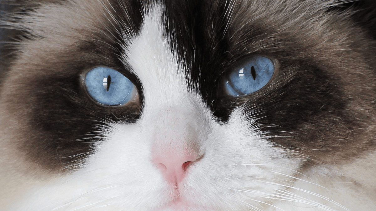 What is the most popular cat breed? The answer will surprise you
