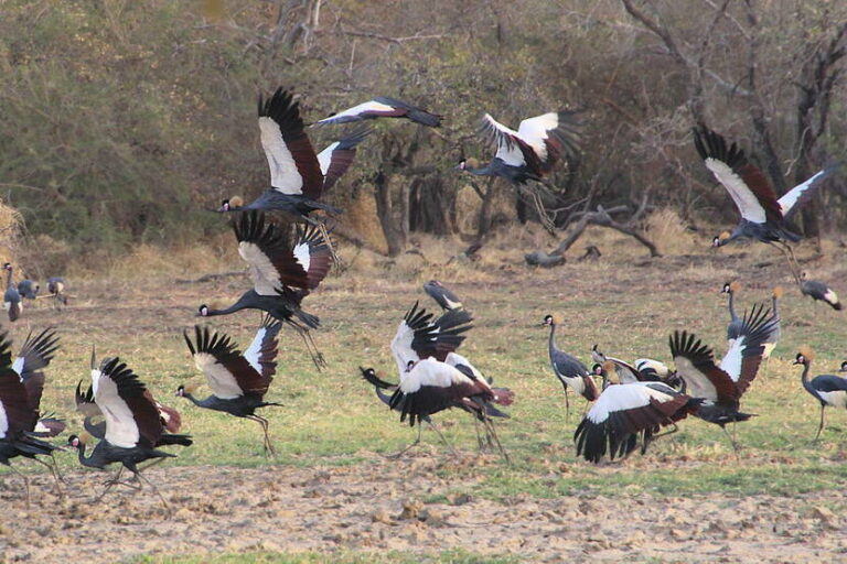 Up to half the bird species using the African-Eurasian flyway are declining