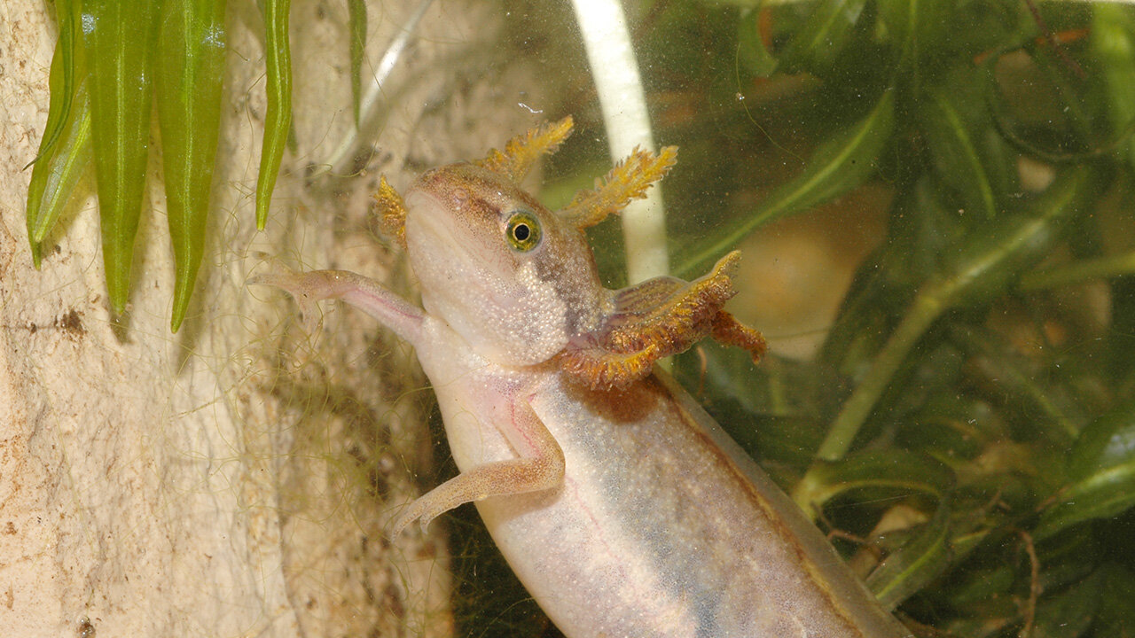 Metamorphosis in newts proves costly, with one sex paying a heavier price