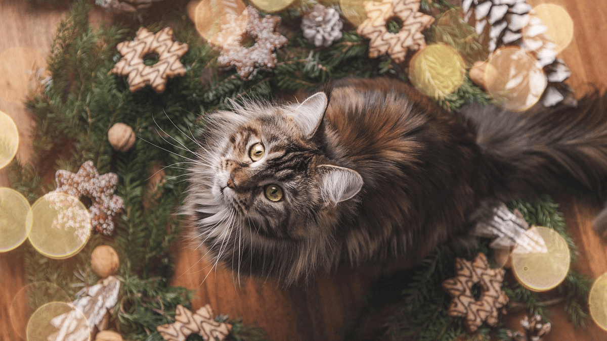 Science has spoken: these are the 8 most beautiful cat breeds in the world