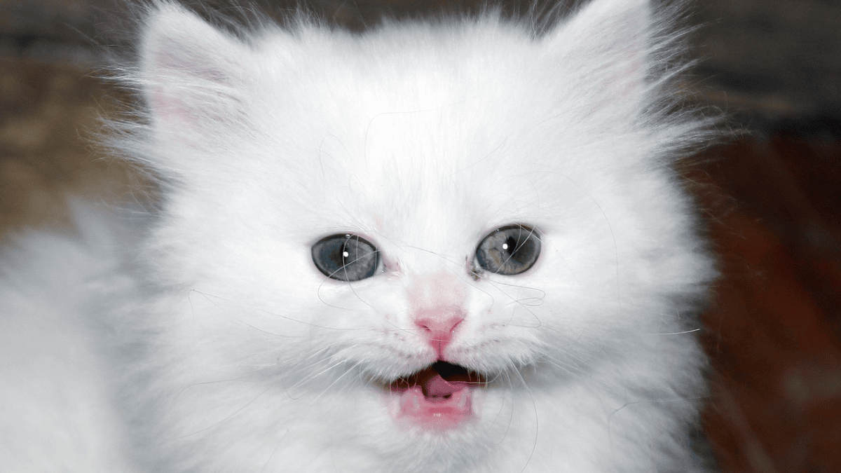 Do you have one of these cats? They're the ones that tend to live the ...