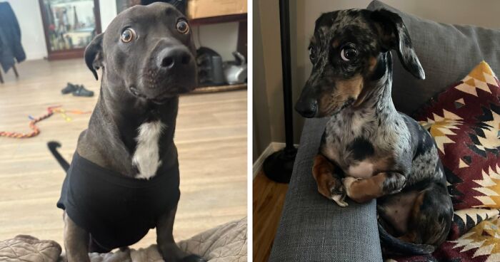 49 awkward pet photos that are pure comedy gold